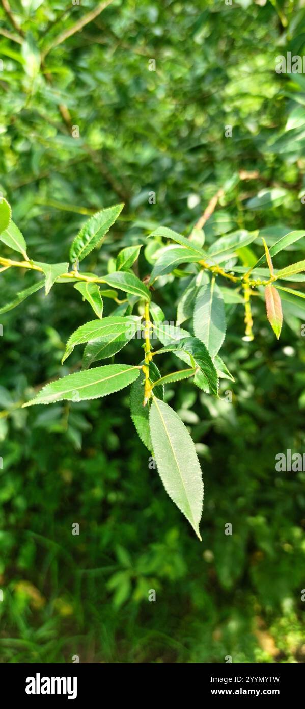 Almond Willow (Salix triandra Stock Photo - Alamy
