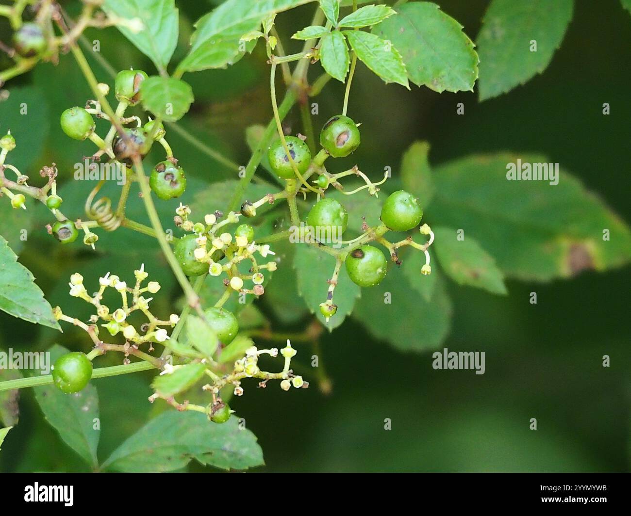 Bushkiller (Causonis japonica Stock Photo - Alamy
