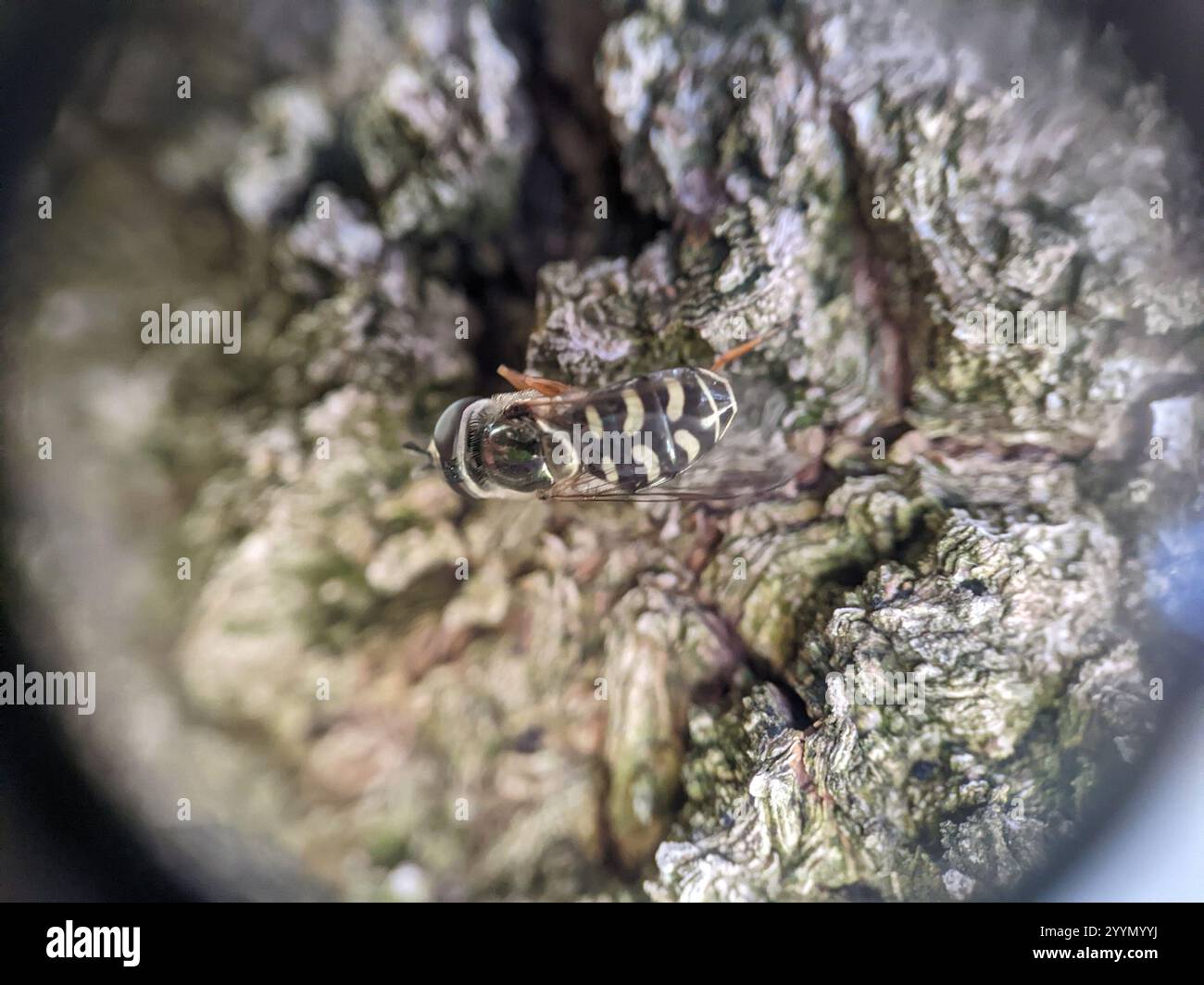 Large-tailed Aphideater (Eupeodes volucris Stock Photo - Alamy