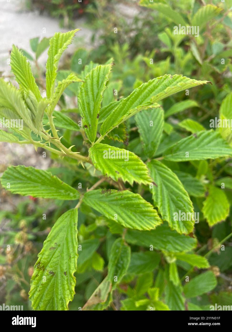 Rubus cuneifolius hi-res stock photography and images - Alamy