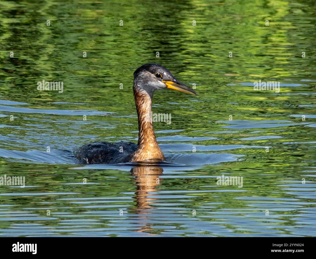 Red-necked Grebe (Podiceps grisegena Stock Photo - Alamy