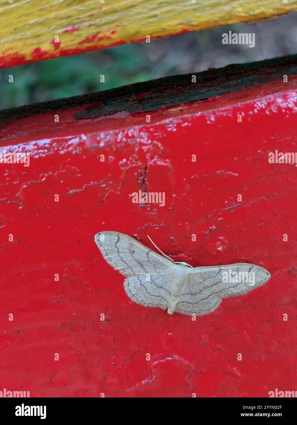 Riband Wave (Idaea aversata Stock Photo - Alamy