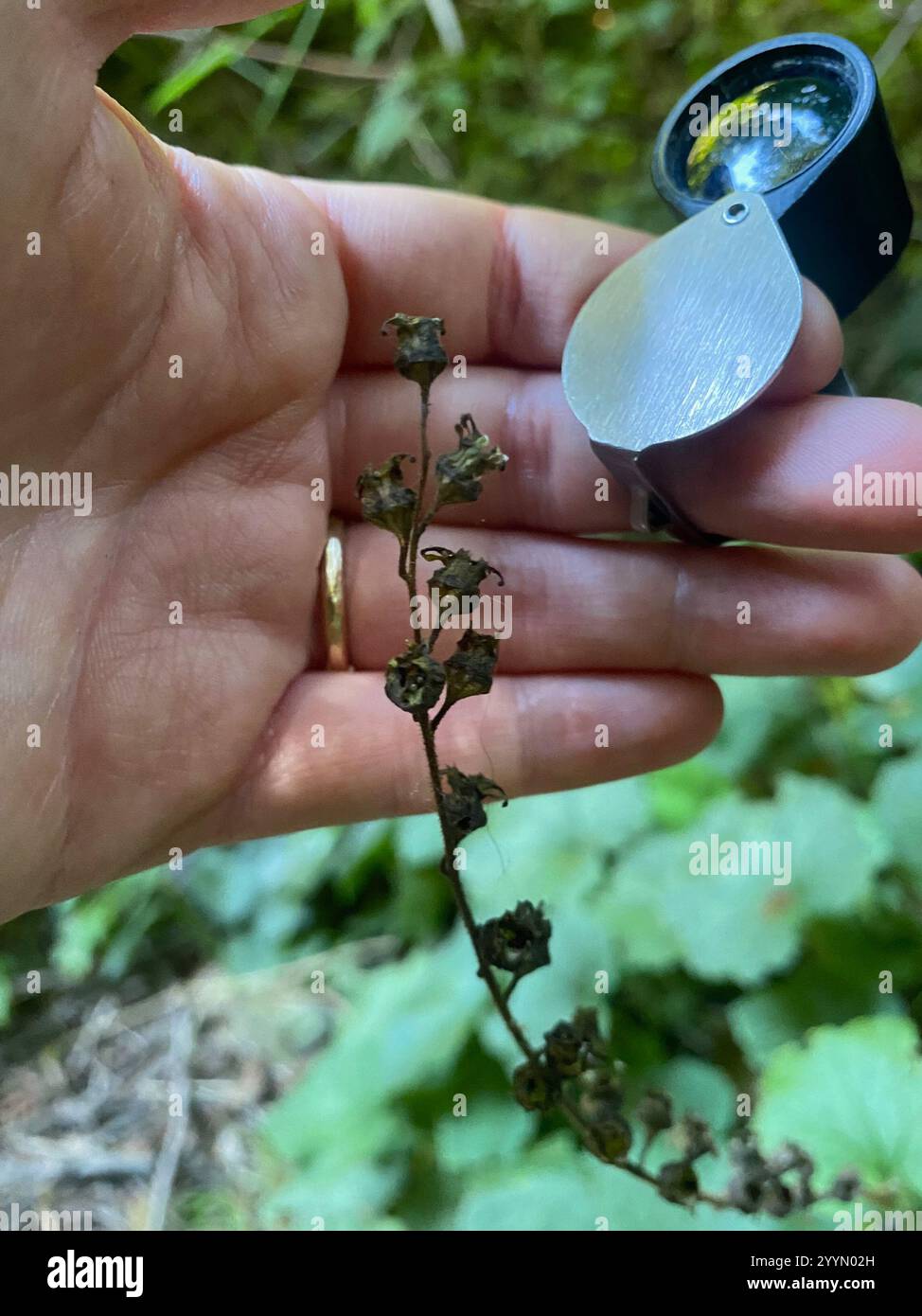 fringe cups (Tellima grandiflora Stock Photo - Alamy