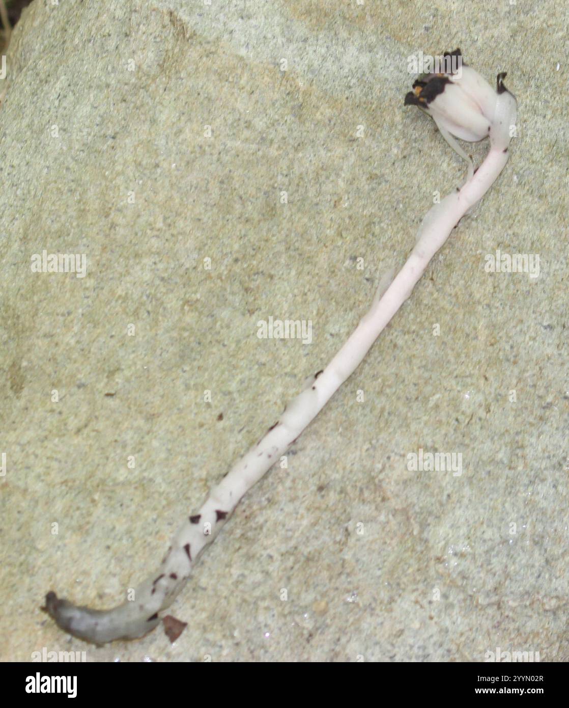 Ghost Pipe (Monotropa uniflora Stock Photo - Alamy