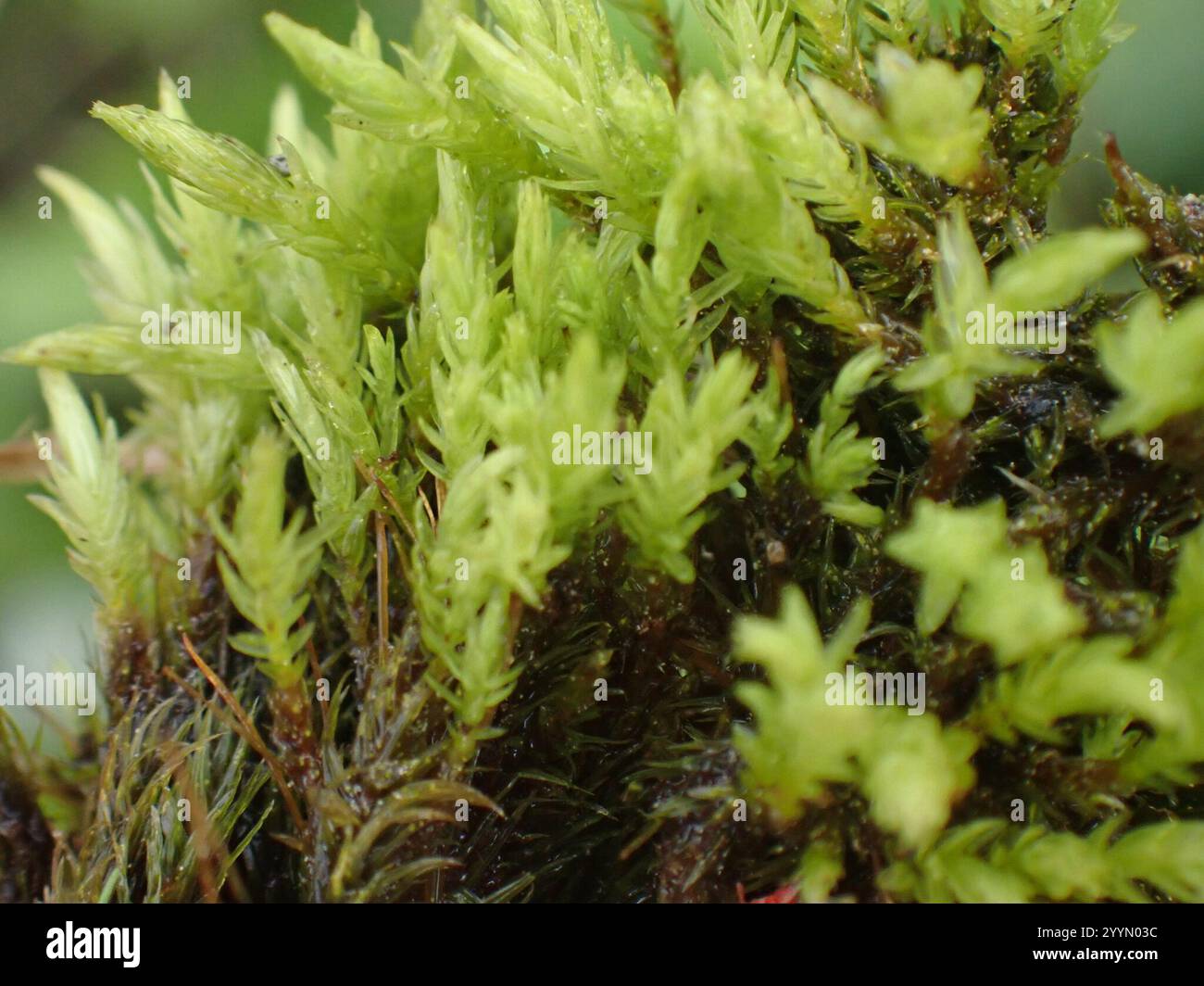 ribbed bog moss (Aulacomnium palustre Stock Photo - Alamy