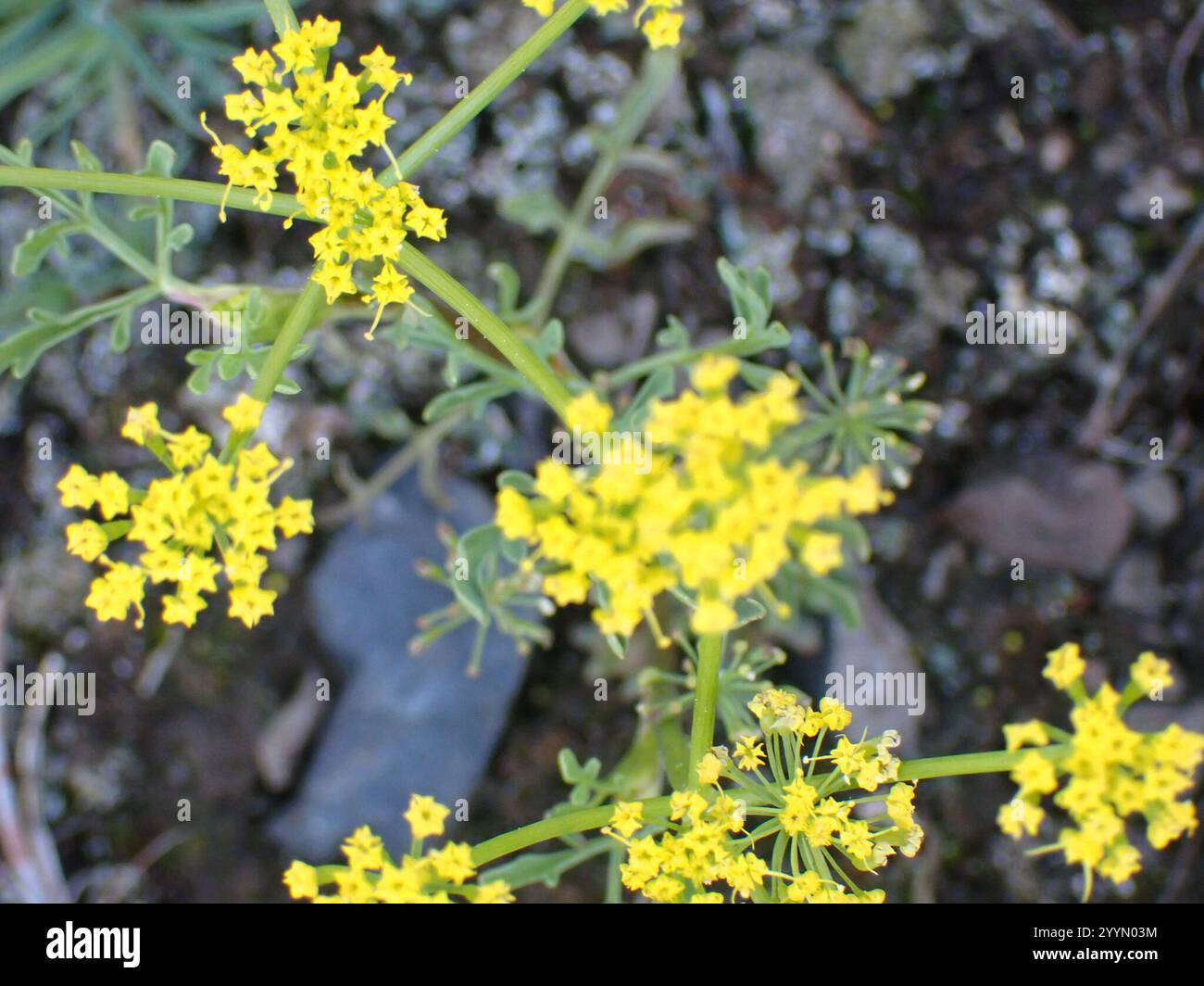 Wyeth Biscuitroot (Lomatium ambiguum Stock Photo - Alamy