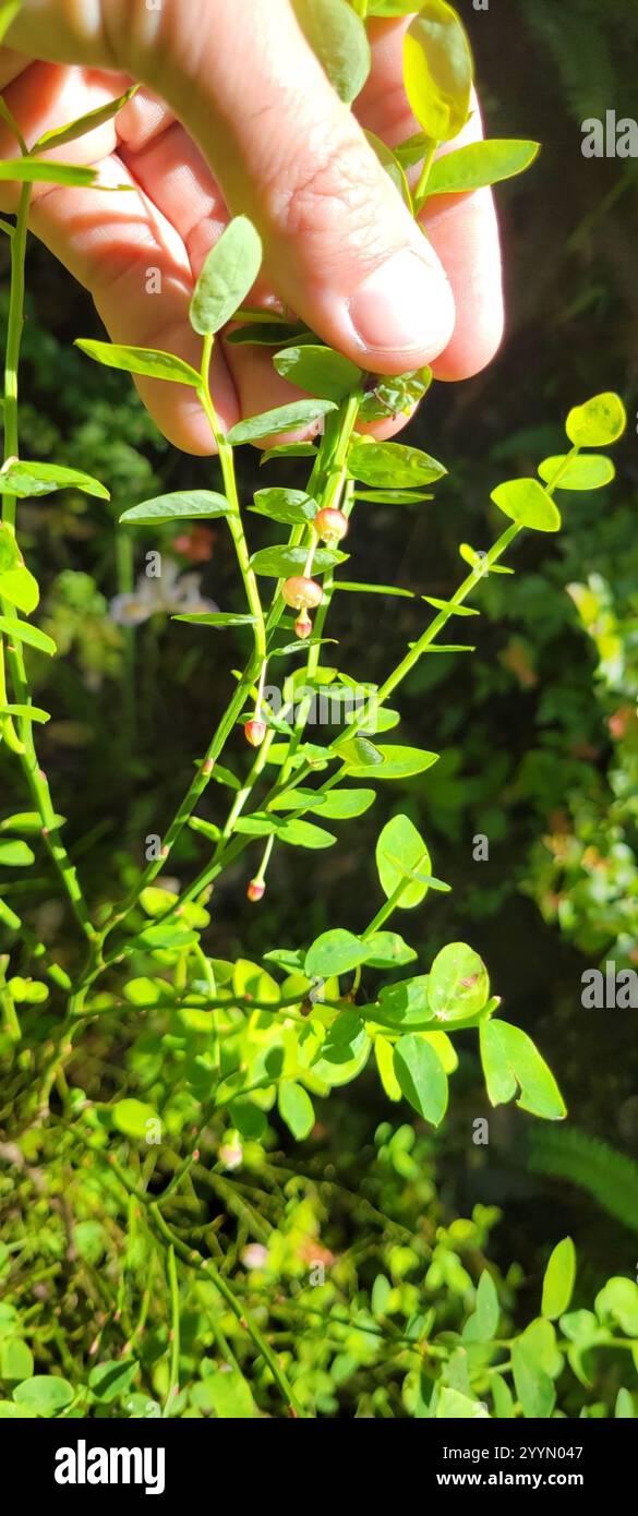 Red Huckleberry (Vaccinium parvifolium Stock Photo - Alamy