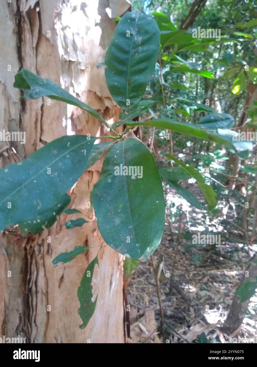 Weeping Paperbark (Melaleuca leucadendra Stock Photo - Alamy