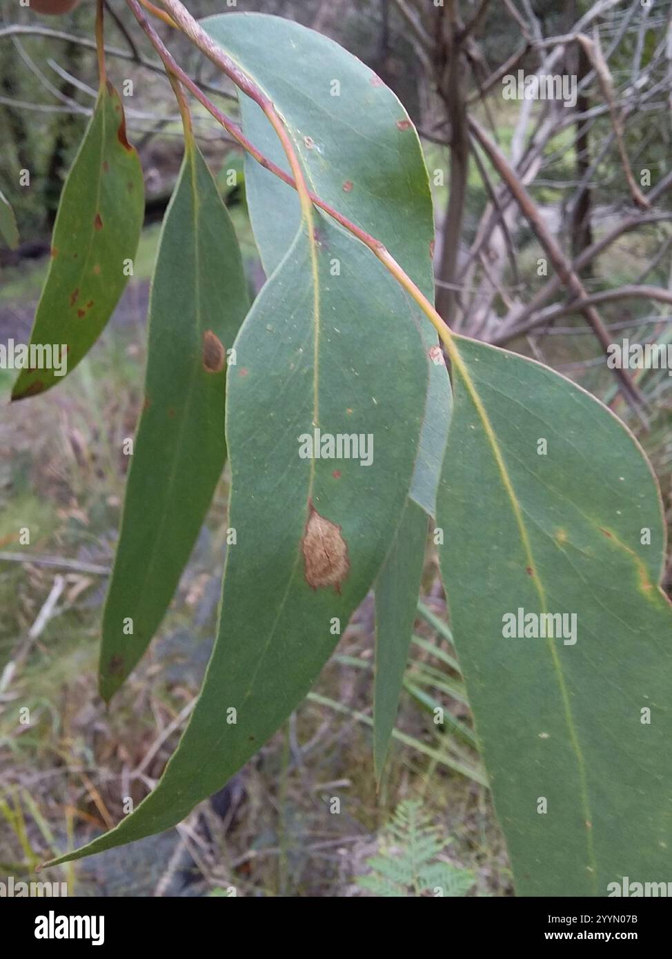 Brown-top Stringybark (Eucalyptus obliqua Stock Photo - Alamy