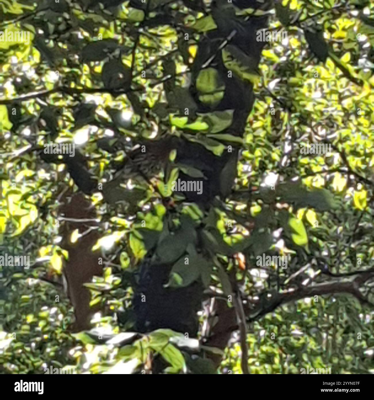 Australasian Figbird (Sphecotheres vieilloti Stock Photo - Alamy