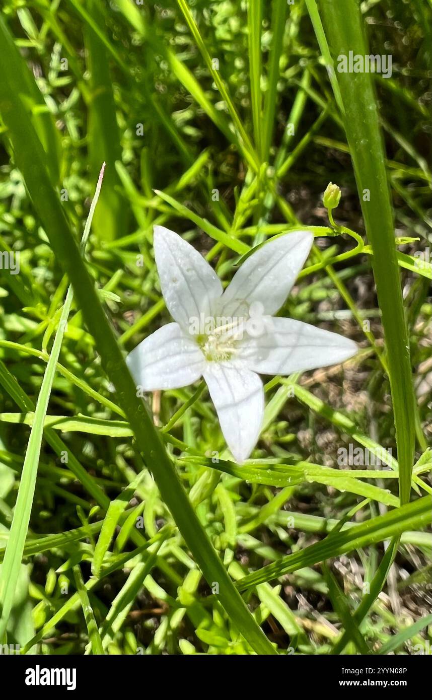 Marsh Bellflower (Palustricodon aparinoides Stock Photo - Alamy