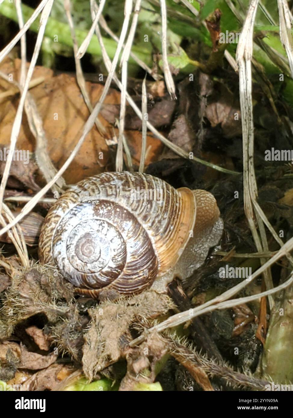 Oregon forestsnail (Allogona townsendiana Stock Photo - Alamy