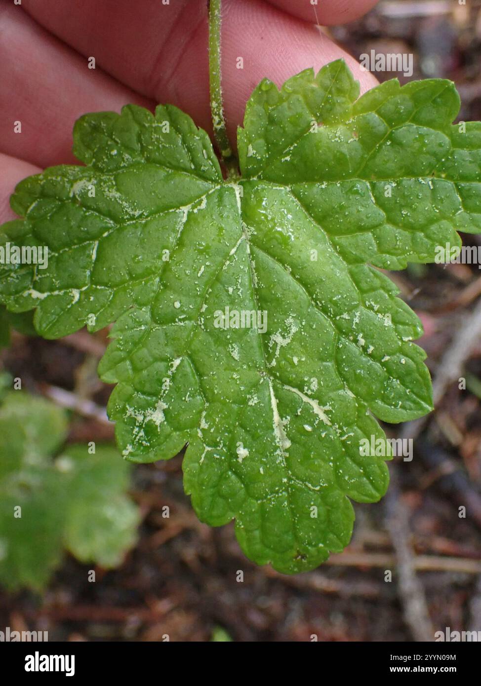 Oneleaf Foamflower (Tiarella trifoliata unifoliata Stock Photo - Alamy