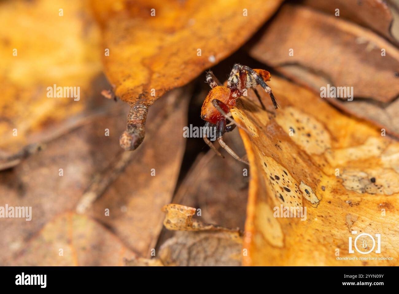Orange Ant-mimic Sac Spider (Castianeira amoena Stock Photo - Alamy