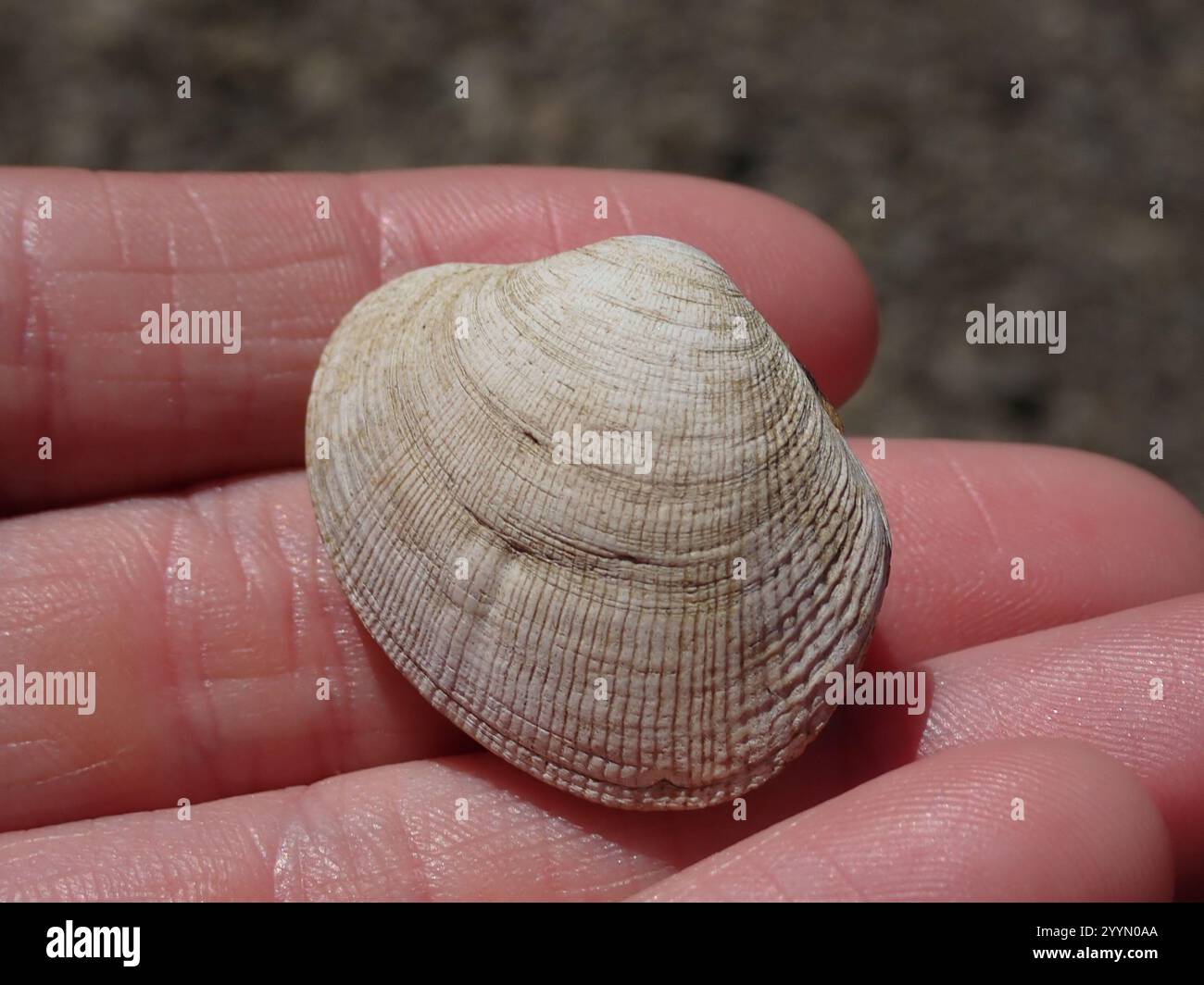 Japanese Littleneck (Ruditapes philippinarum Stock Photo - Alamy