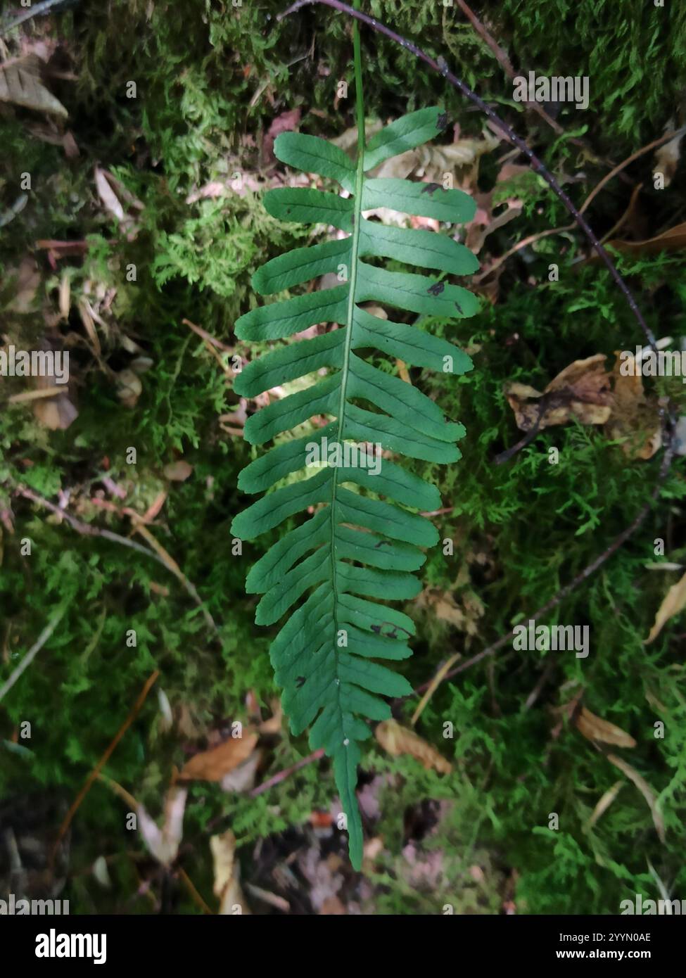 common polypody (Polypodium vulgare Stock Photo - Alamy