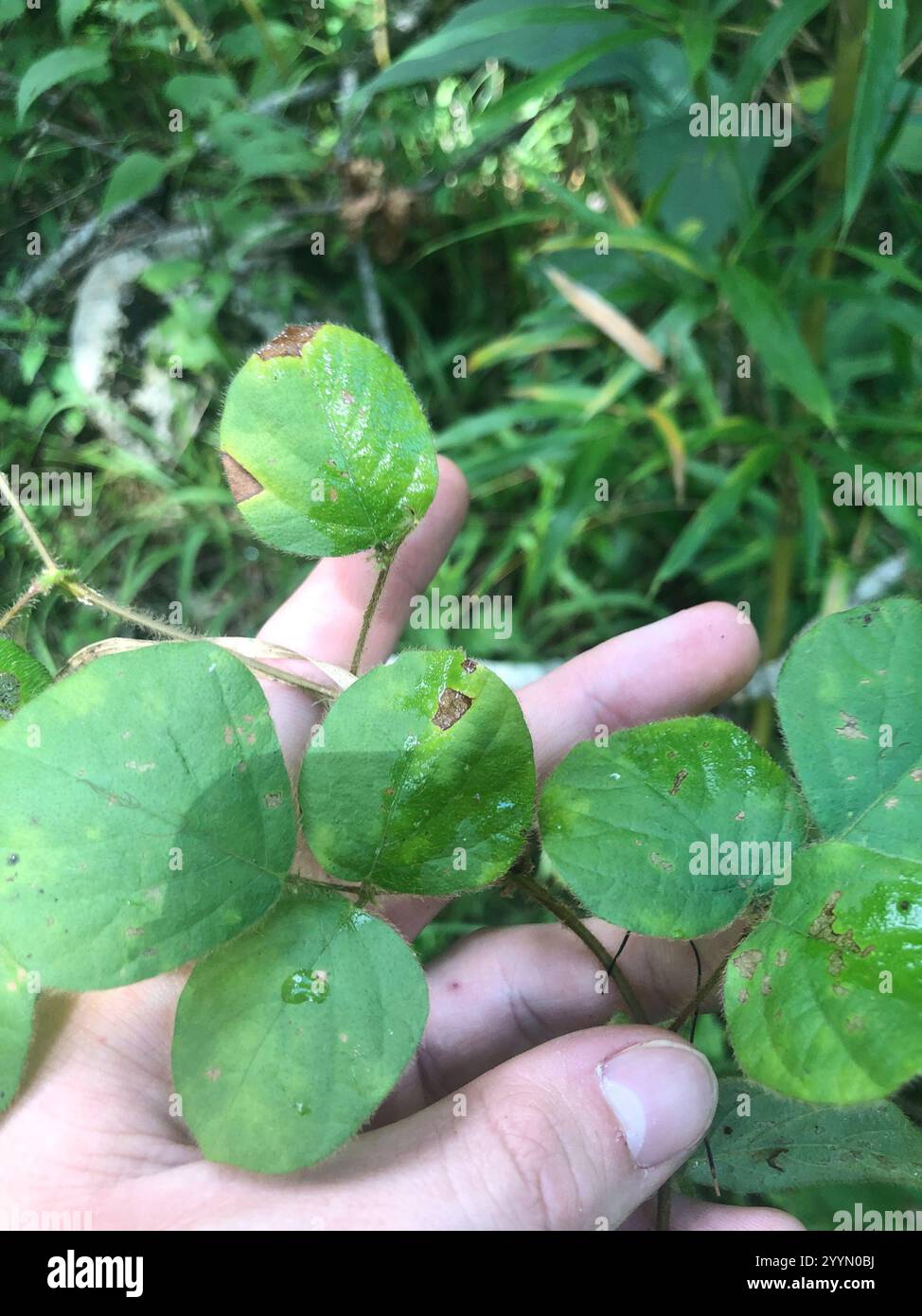 Round-leaved Trailing Tick-trefoil (Desmodium rotundifolium Stock Photo ...