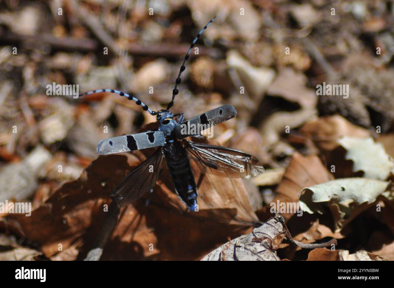 Alpine longhorn Rosalia (Rosalia alpina Stock Photo - Alamy