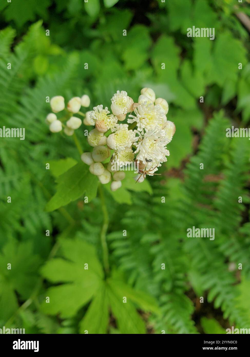 Carolina bugbane (Trautvetteria caroliniensis Stock Photo - Alamy