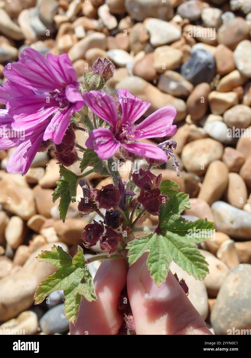 Common Mallow (Malva sylvestris Stock Photo - Alamy