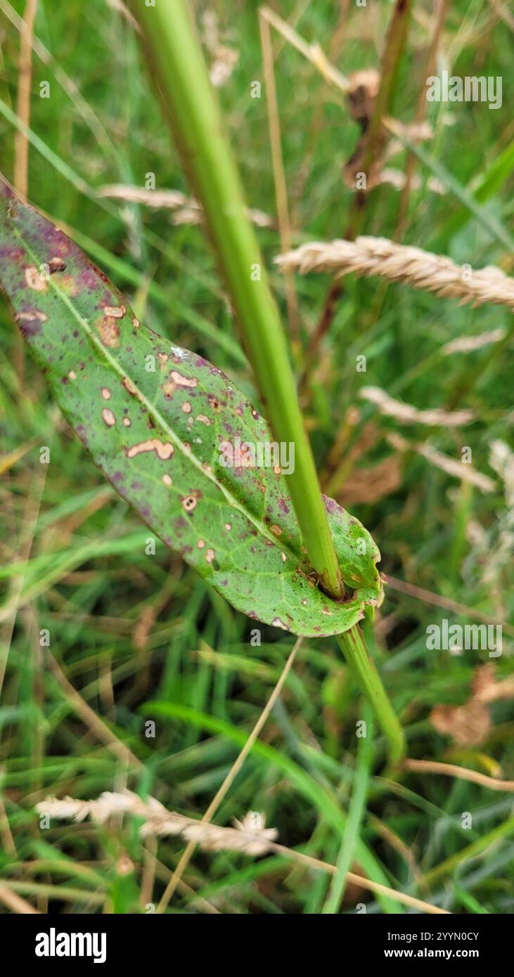 Common Sorrel (Rumex acetosa Stock Photo - Alamy