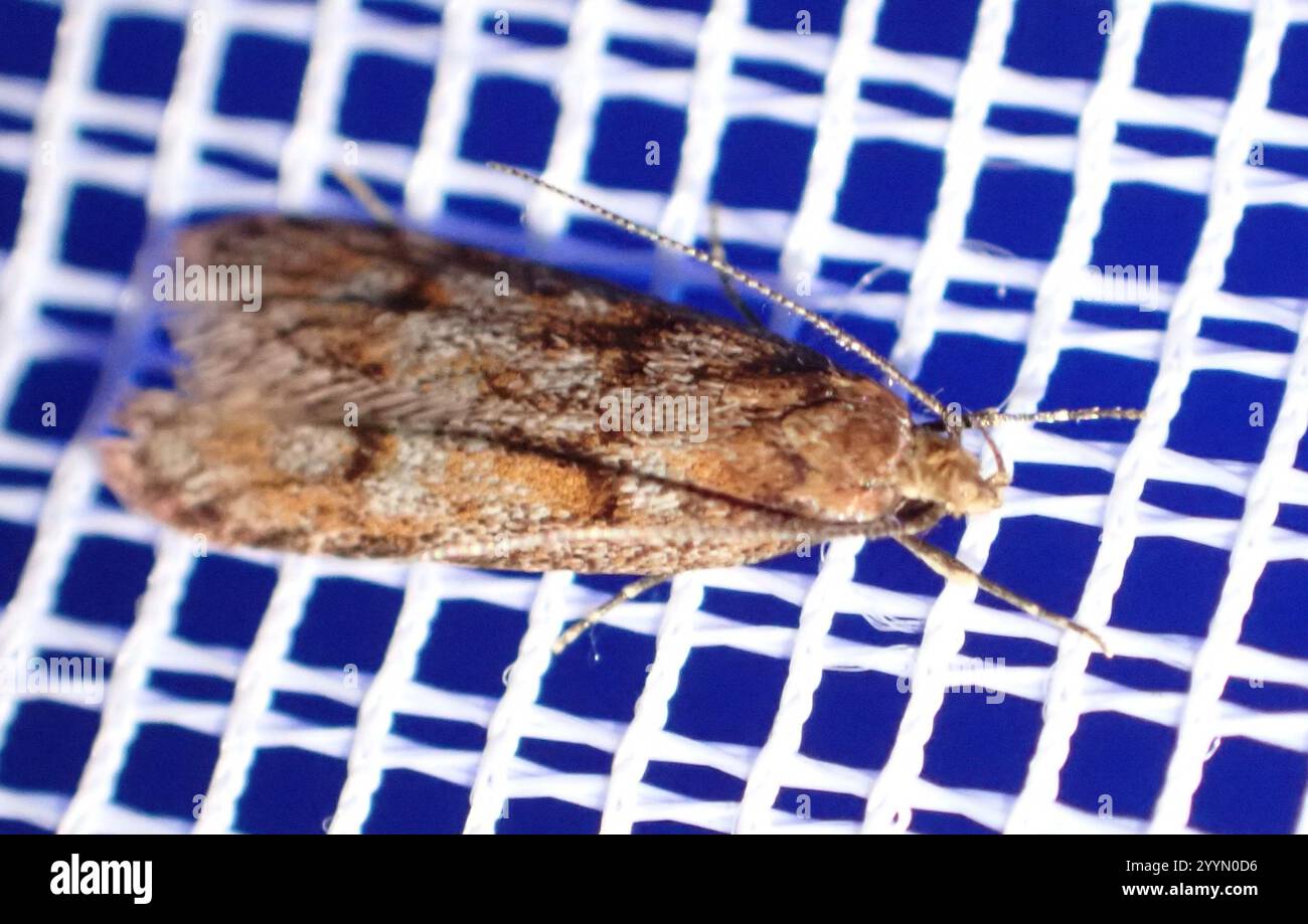 Curved-horn Moths (Gelechioidea Stock Photo - Alamy