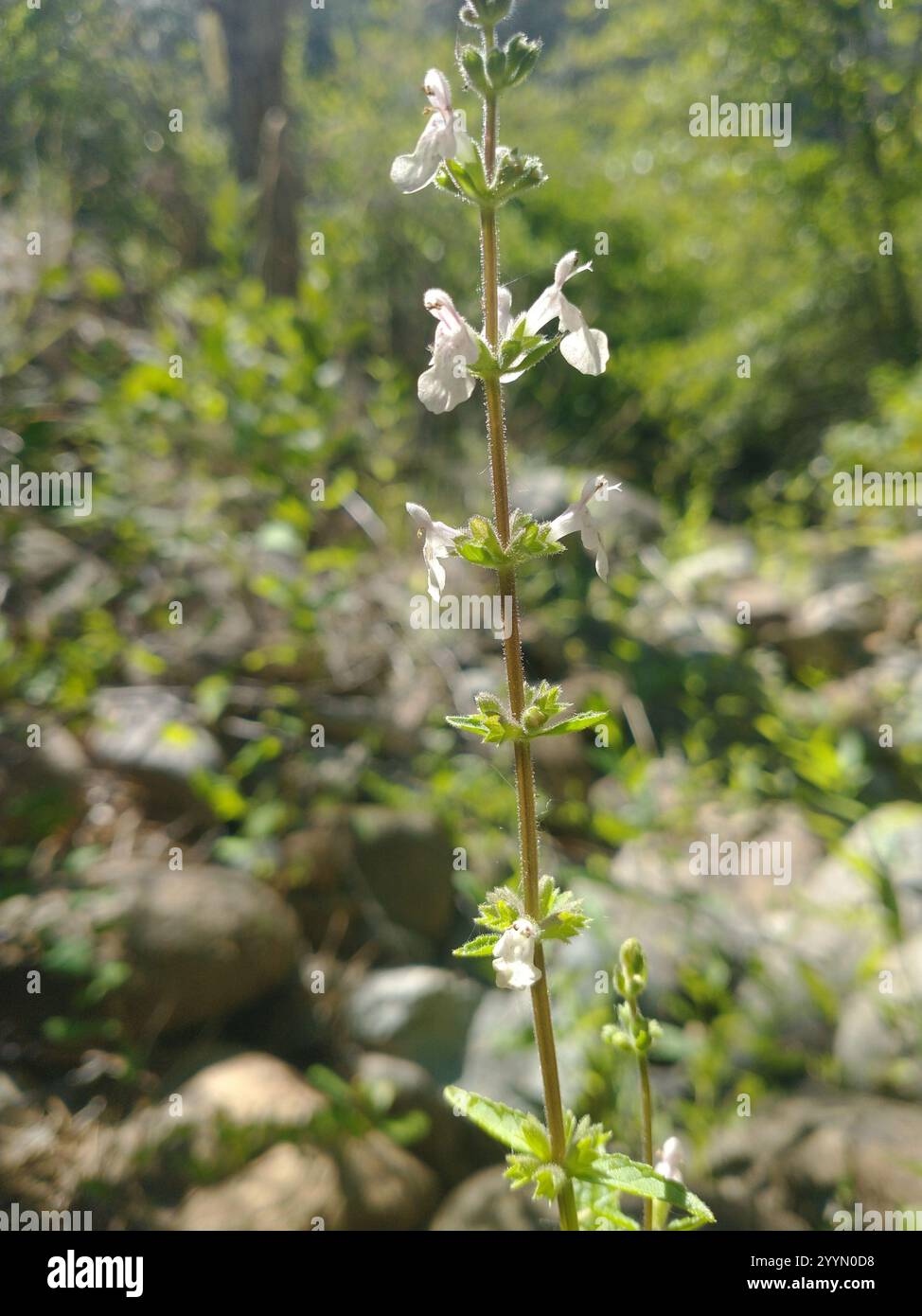 Rough Hedgenettle (Stachys rigida Stock Photo - Alamy