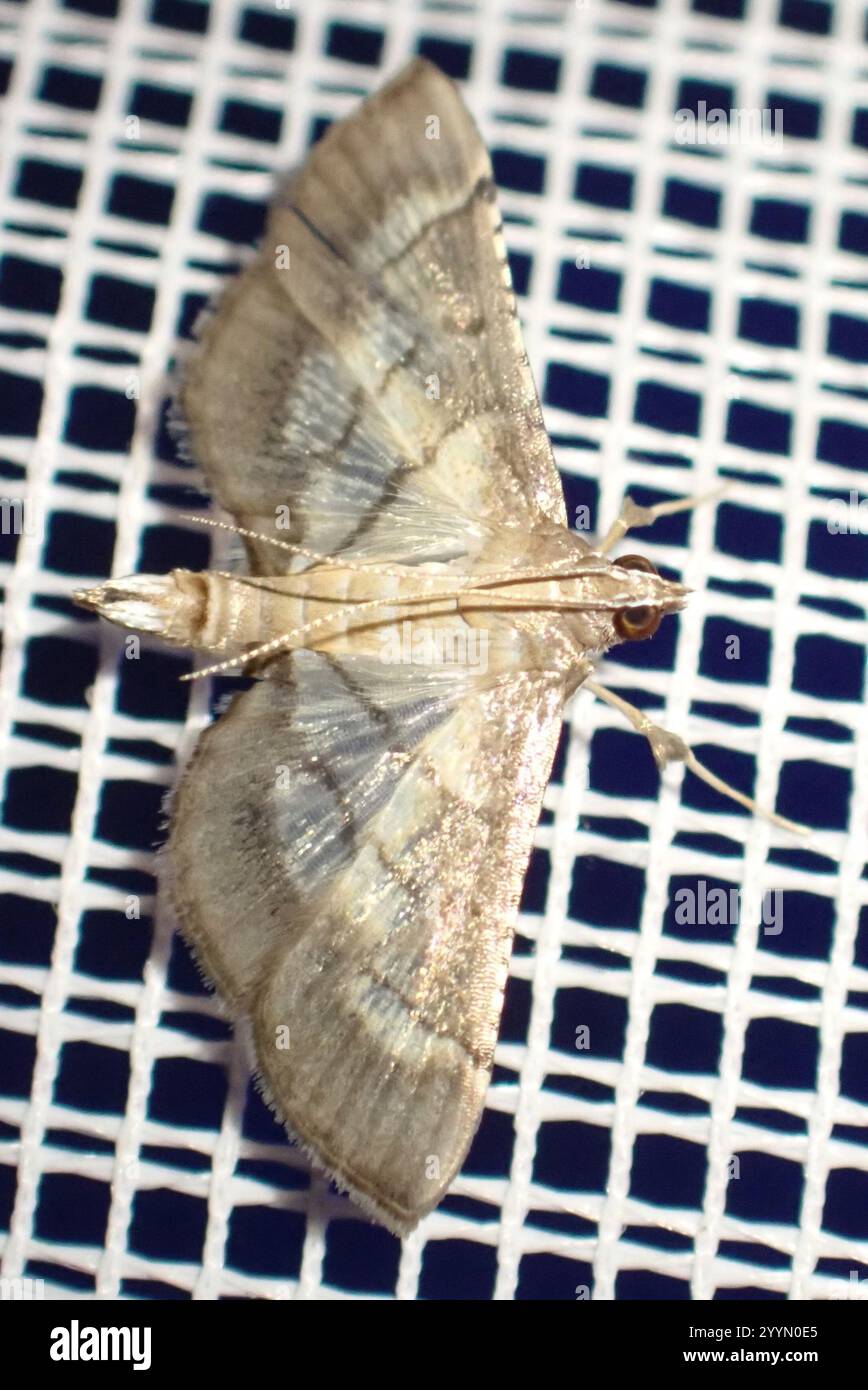 Lesser Rice-leafroller (Marasmia poeyalis Stock Photo - Alamy