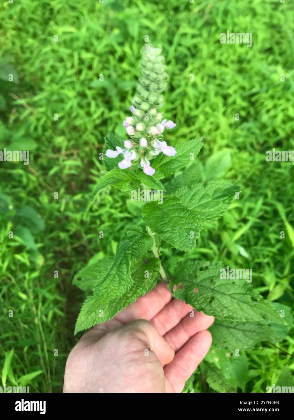 American germander (Teucrium canadense Stock Photo - Alamy