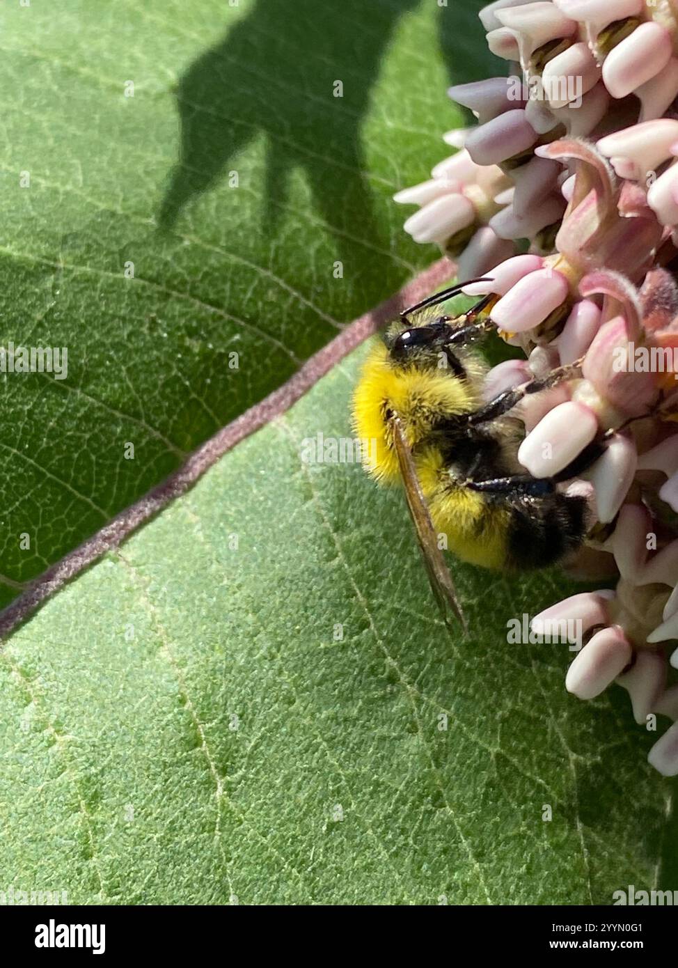 Perplexing Bumble Bee (Bombus perplexus Stock Photo - Alamy