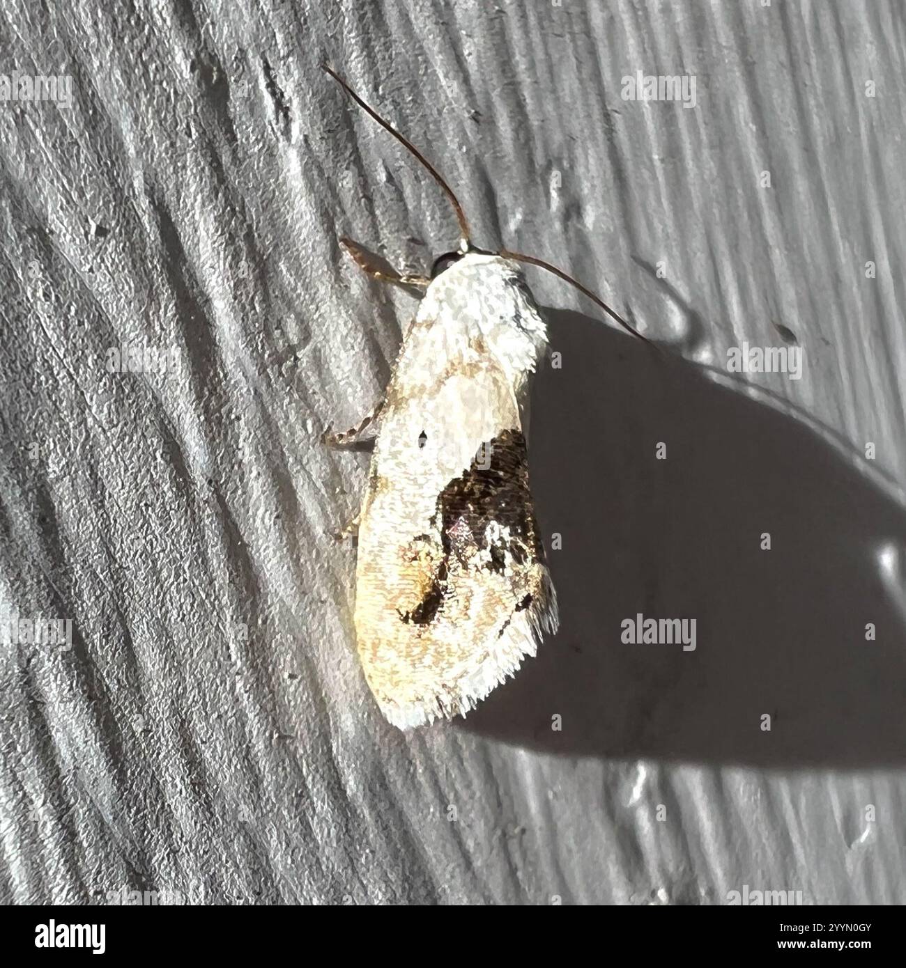 Small Bird-dropping Moth (Ponometia erastrioides Stock Photo - Alamy