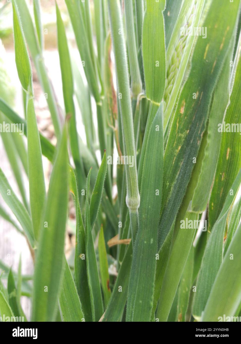 Yorkshire fog (Holcus lanatus Stock Photo - Alamy