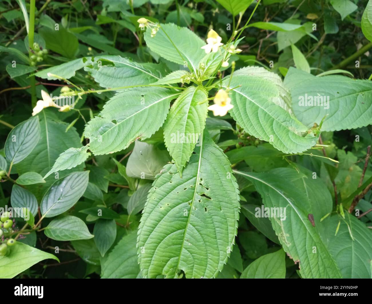 small balsam (Impatiens parviflora Stock Photo - Alamy