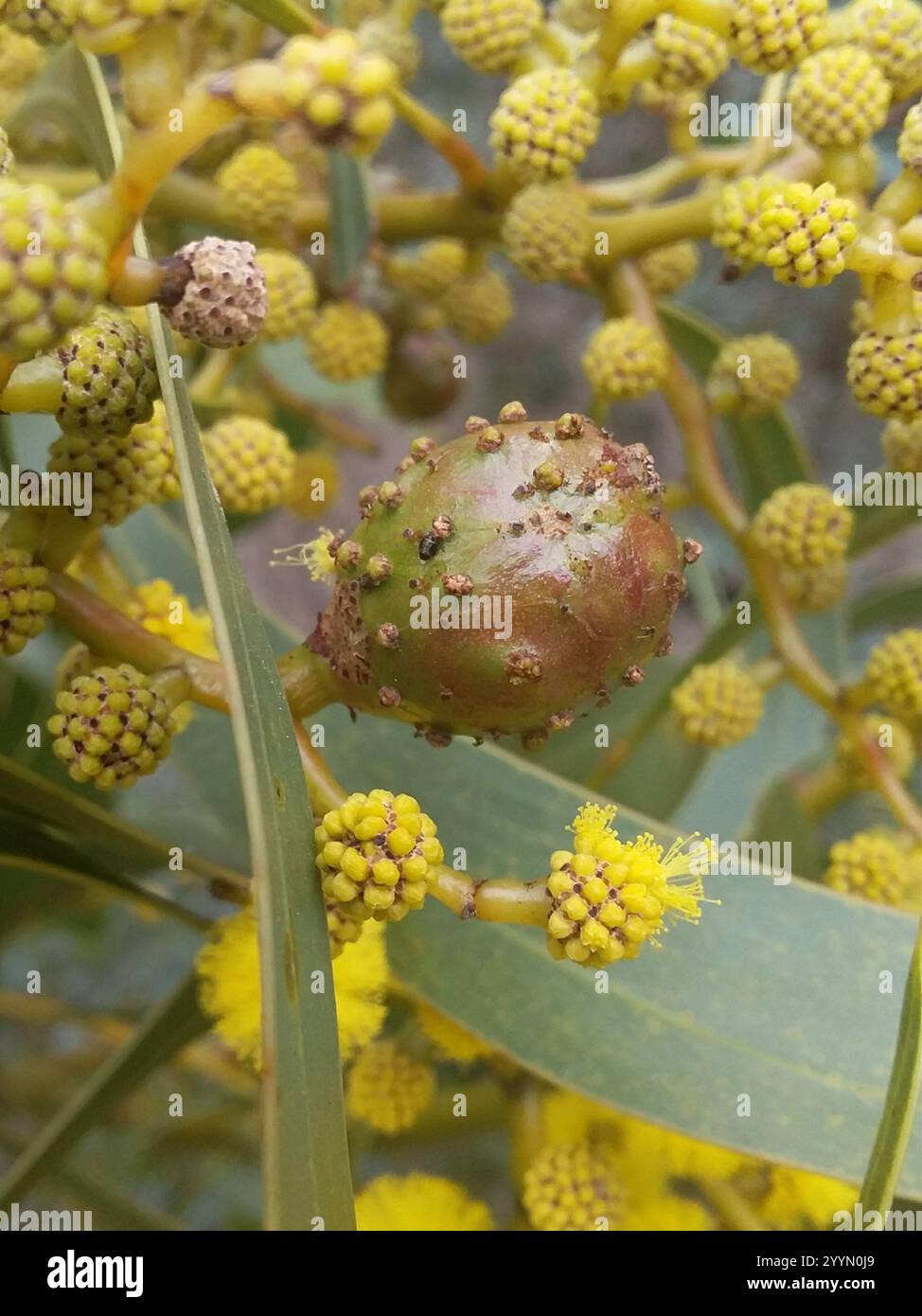 Golden Wattle Gall Wasp (Trichilogaster signiventris Stock Photo - Alamy