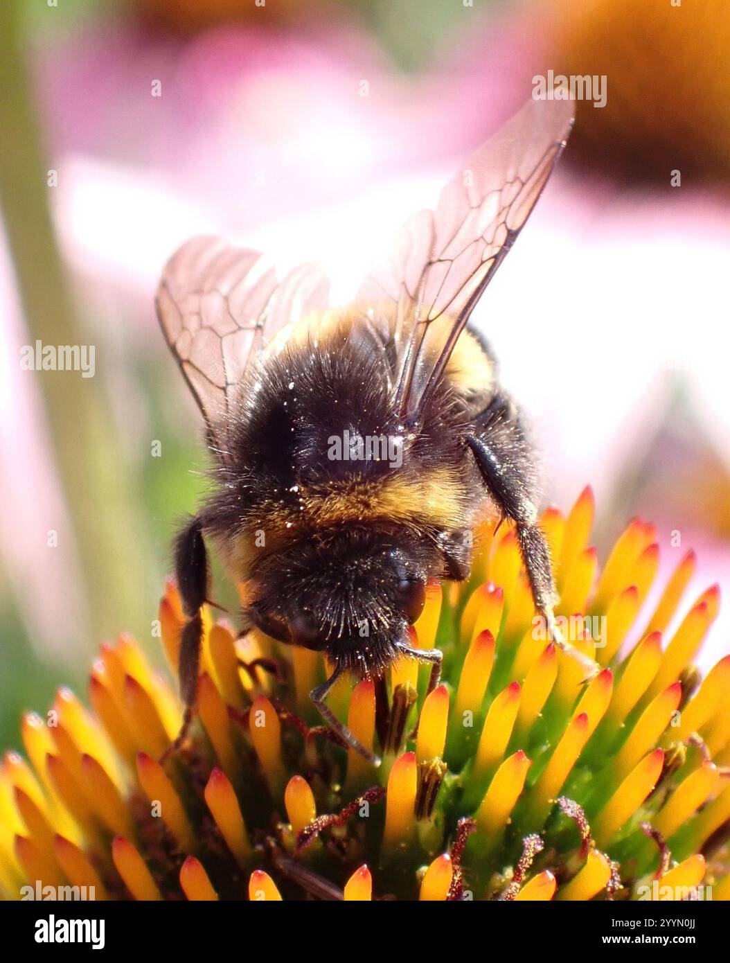 Buff-tailed Bumble Bee (Bombus terrestris Stock Photo - Alamy