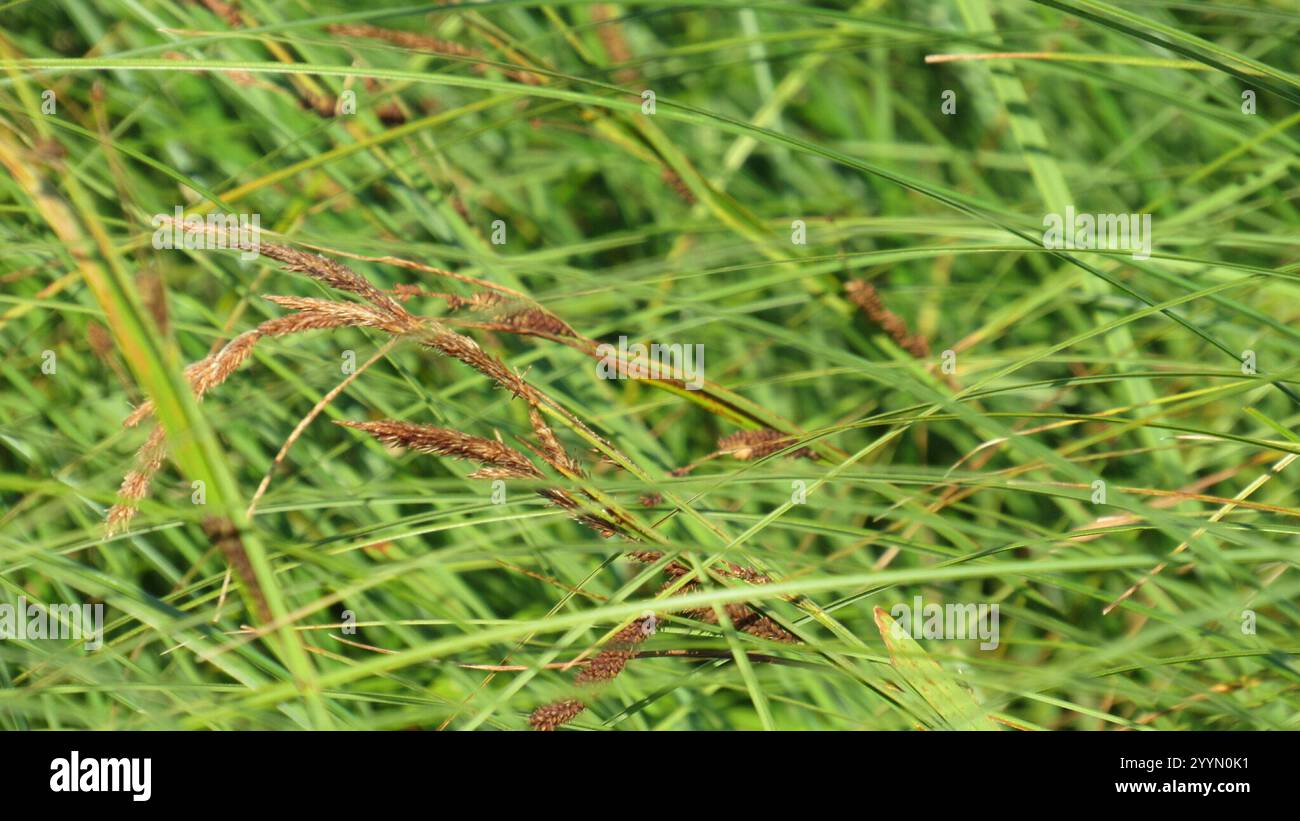 slender tufted-sedge (Carex acuta Stock Photo - Alamy