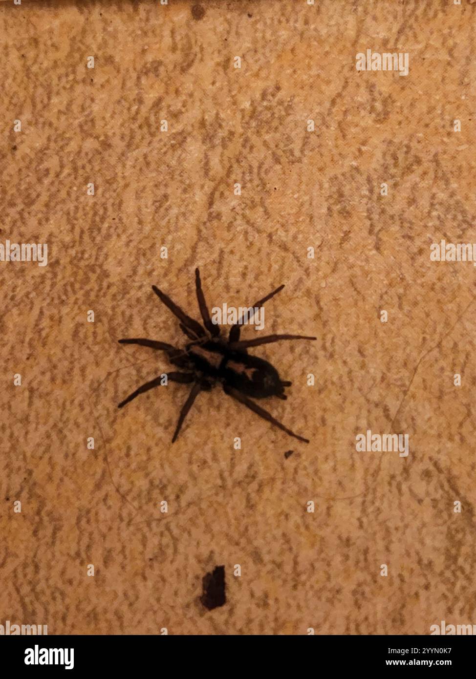 Western Parson Spider (Herpyllus propinquus Stock Photo - Alamy