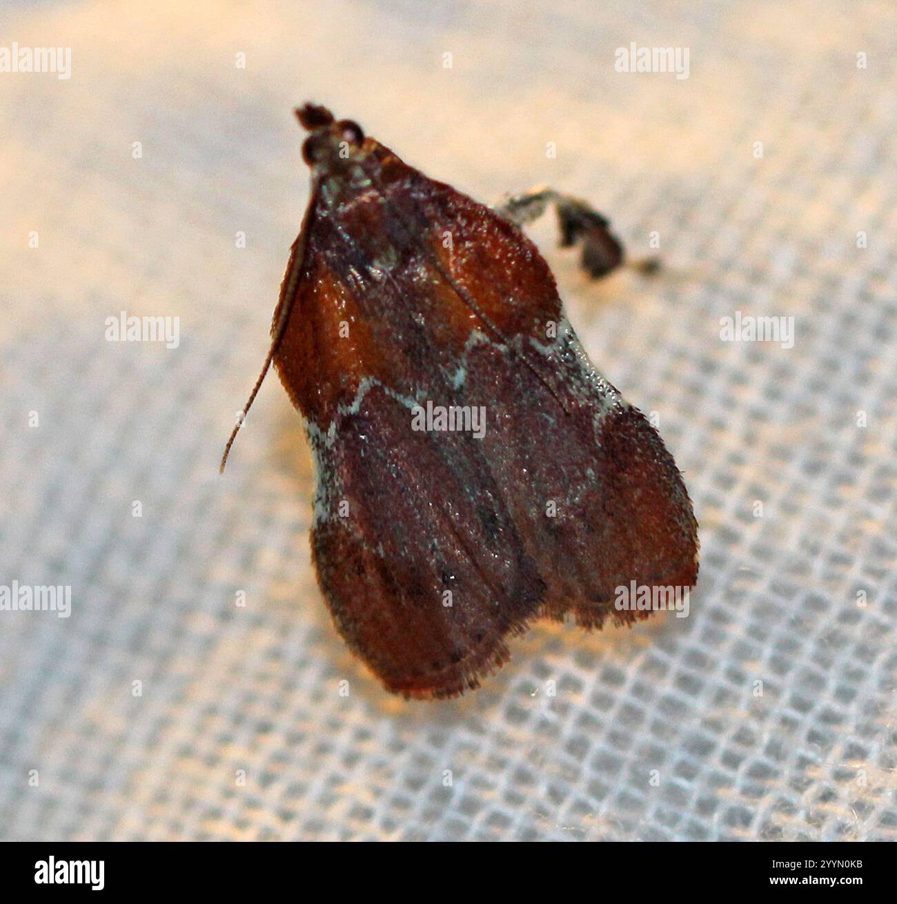 Leaftier moth hi-res stock photography and images - Alamy