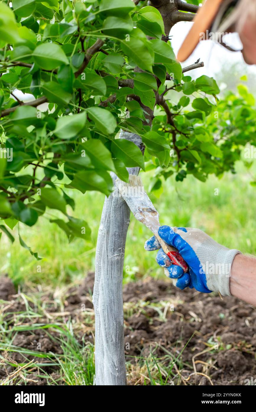 A man whitewashes the trunk of a young fruit tree to protect the bark ...