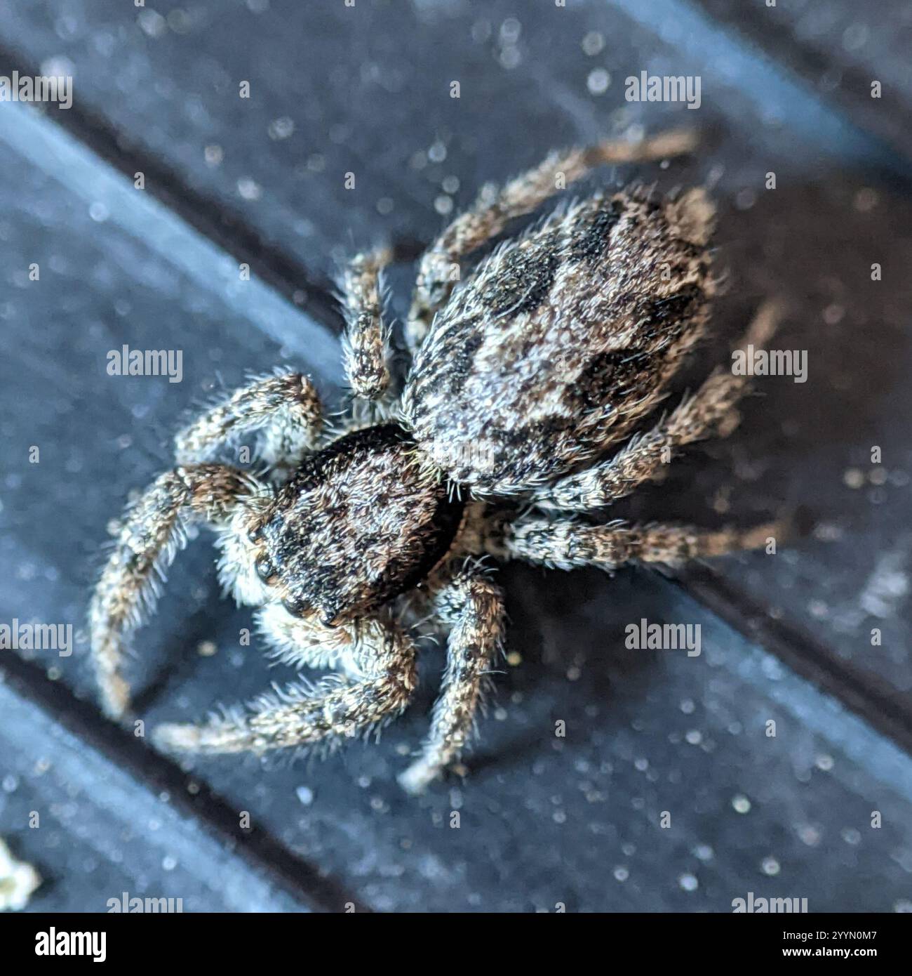 Platycryptus californicus hi-res stock photography and images - Alamy