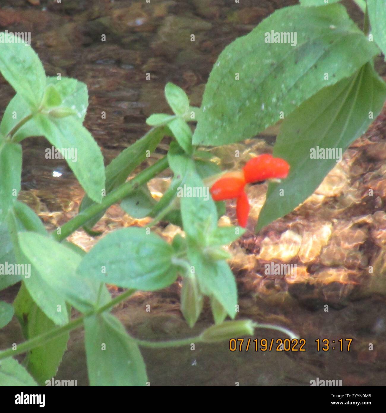 scarlet monkeyflower (Erythranthe cardinalis Stock Photo - Alamy