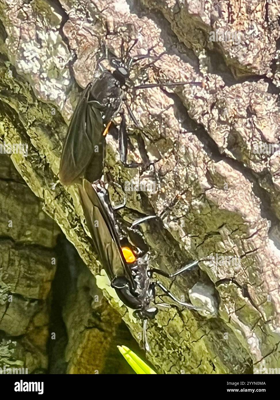 Clubbed Mydas Fly (Mydas clavatus Stock Photo - Alamy