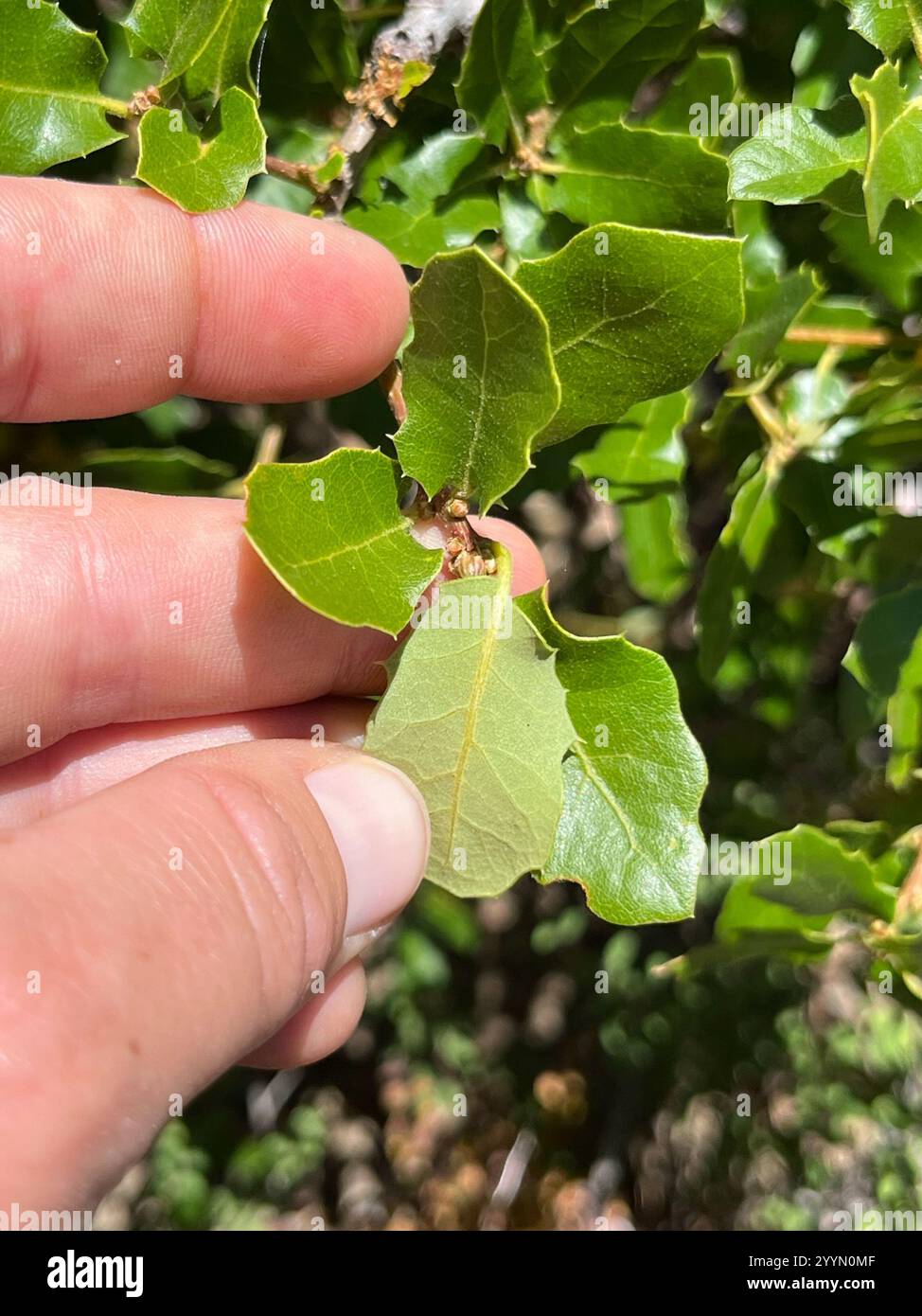 interior live oak (Quercus wislizeni Stock Photo - Alamy
