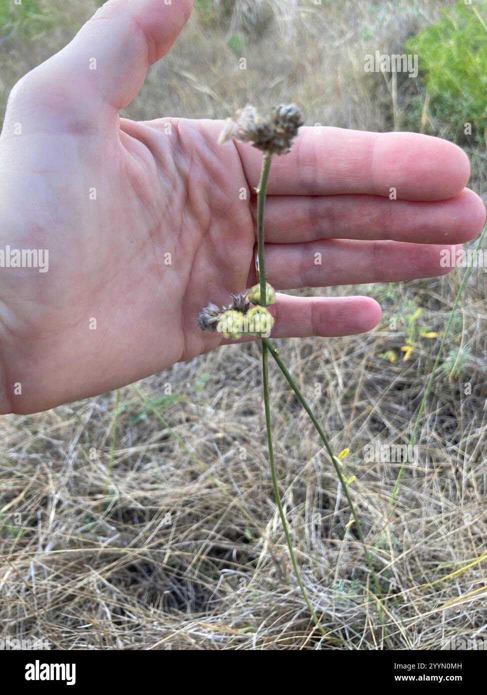 Dalea aurea hi-res stock photography and images - Alamy