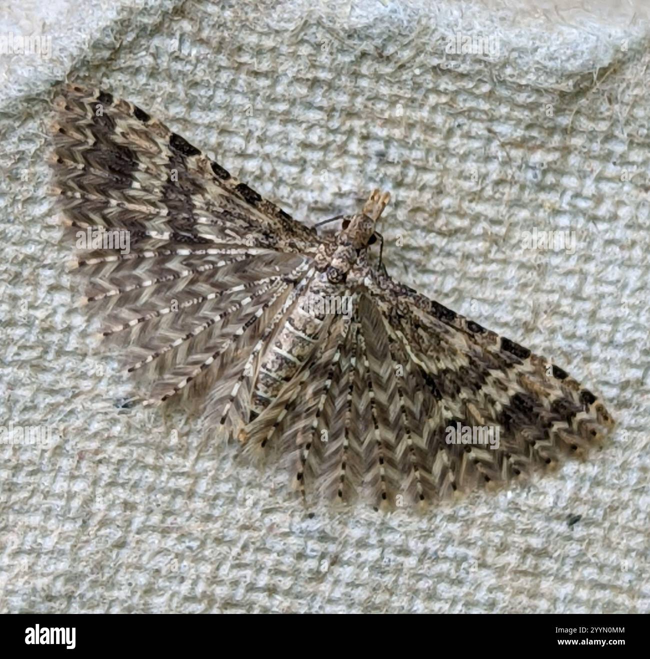 Twenty-plume Moth (Alucita hexadactyla Stock Photo - Alamy