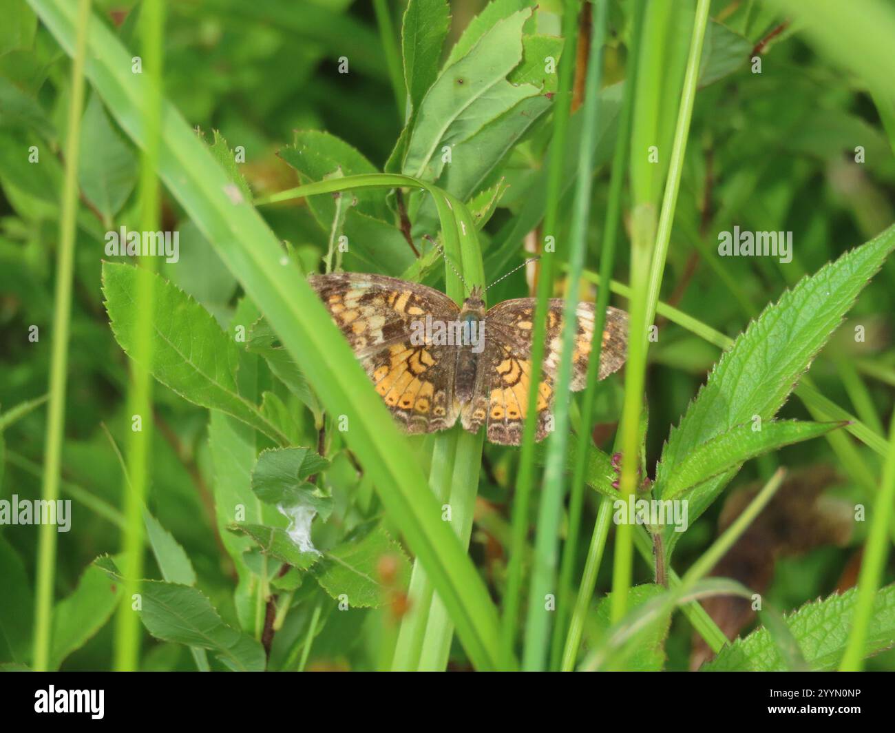 Northern Crescent (Phyciodes cocyta Stock Photo - Alamy