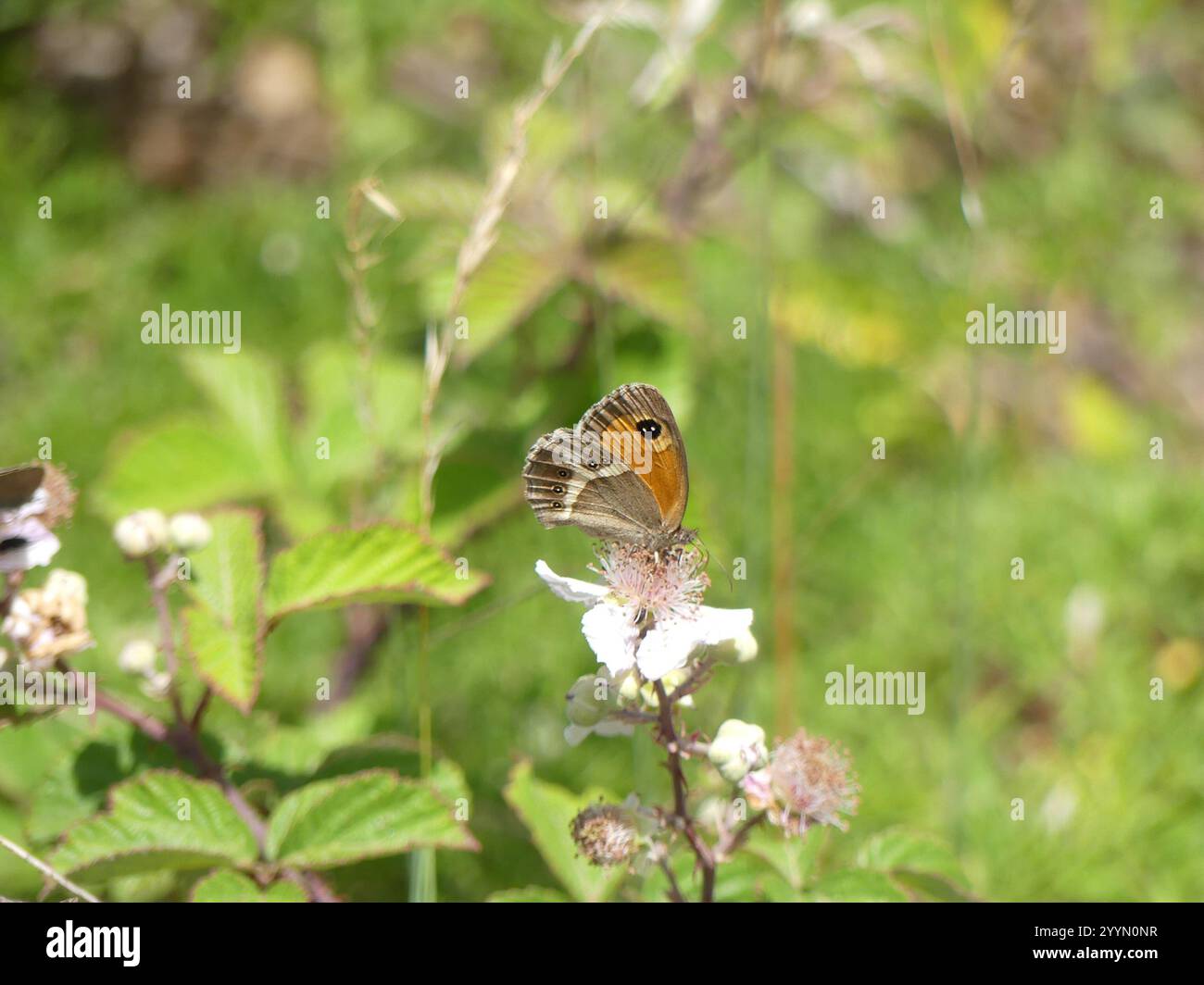 Spanish Gatekeeper (Pyronia bathseba Stock Photo - Alamy