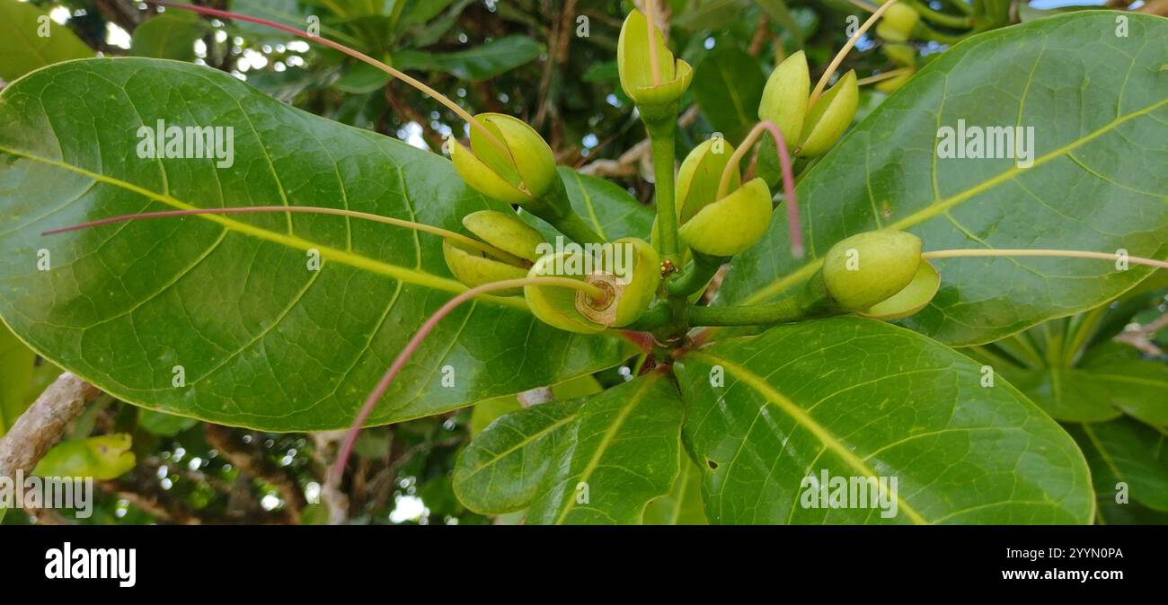 Fish Poison Tree (Barringtonia asiatica Stock Photo - Alamy