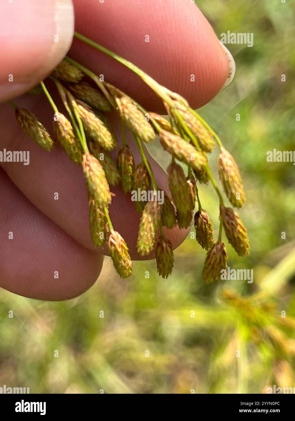 nodding bulrush (Scirpus pendulus Stock Photo - Alamy