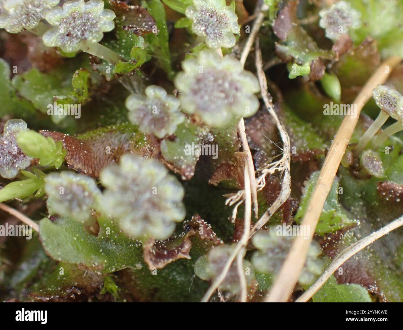 Common Liverwort (Marchantia polymorpha Stock Photo - Alamy